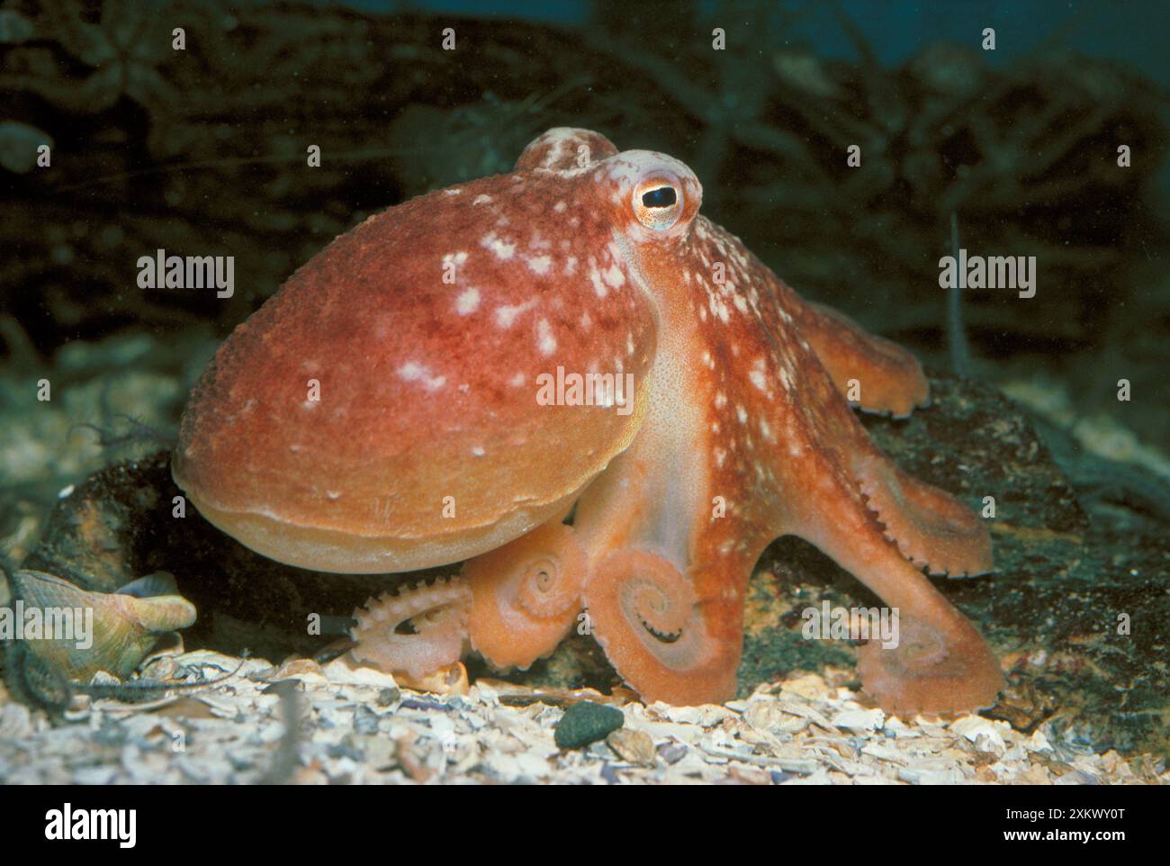 Animals octopus hi-res stock photography and images - Alamy