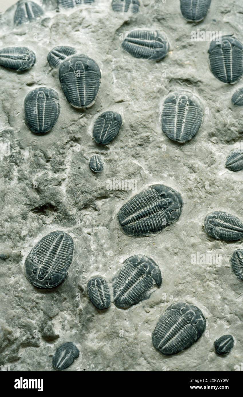 FOSSIL - TRILOBITES Stock Photo - Alamy