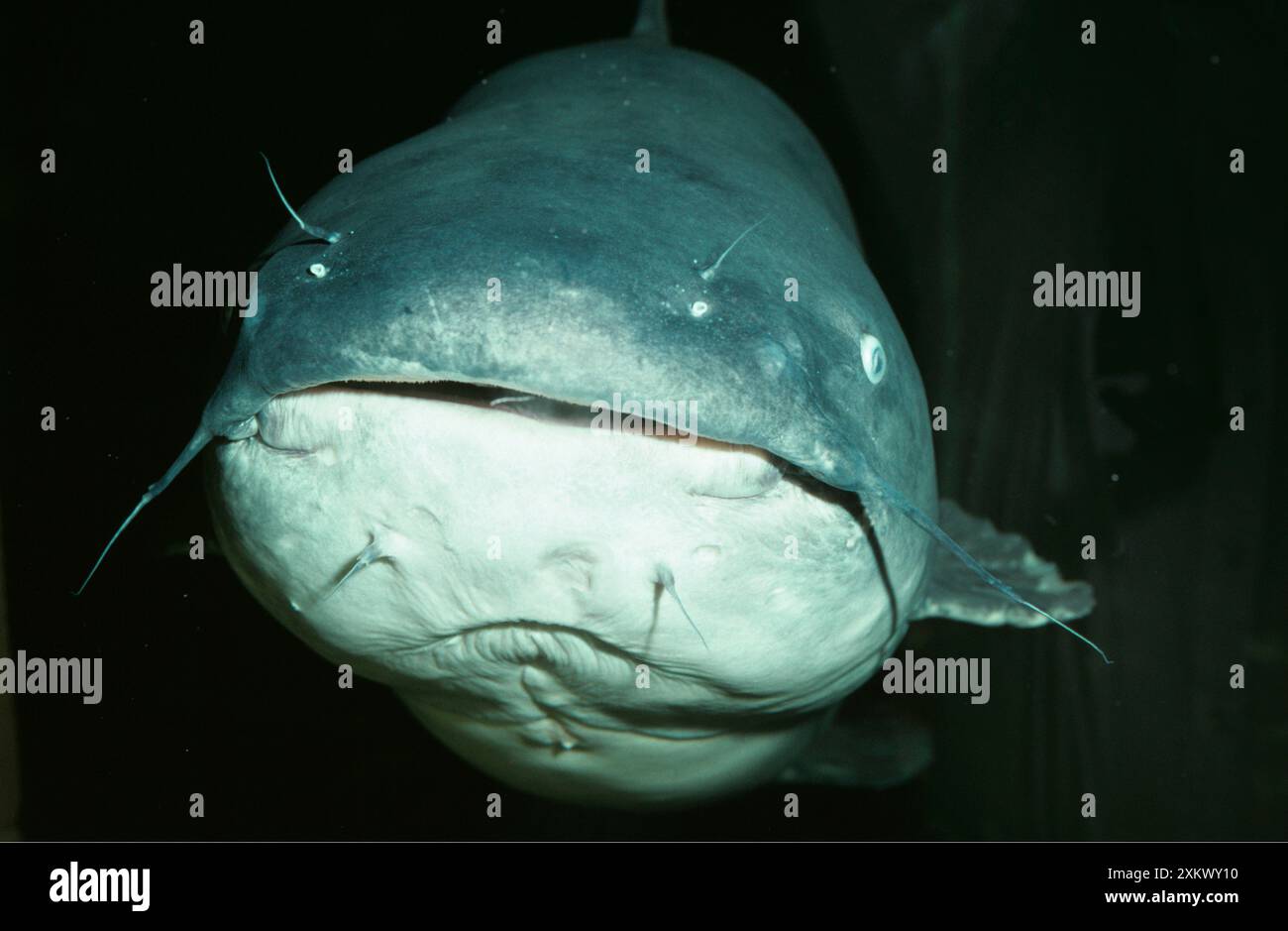 Blue catfish hi-res stock photography and images - Alamy