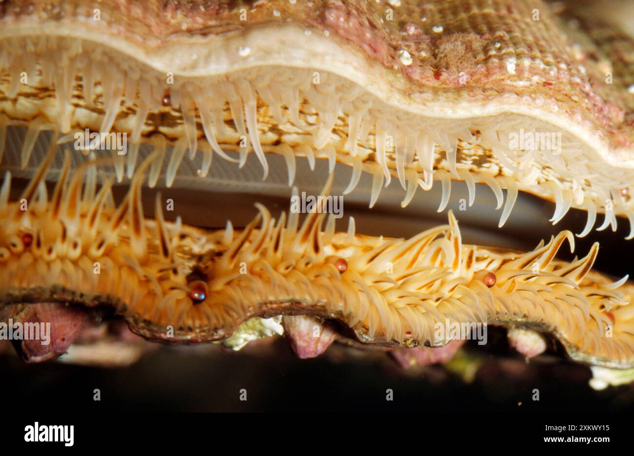 Scallop edge hi-res stock photography and images - Alamy