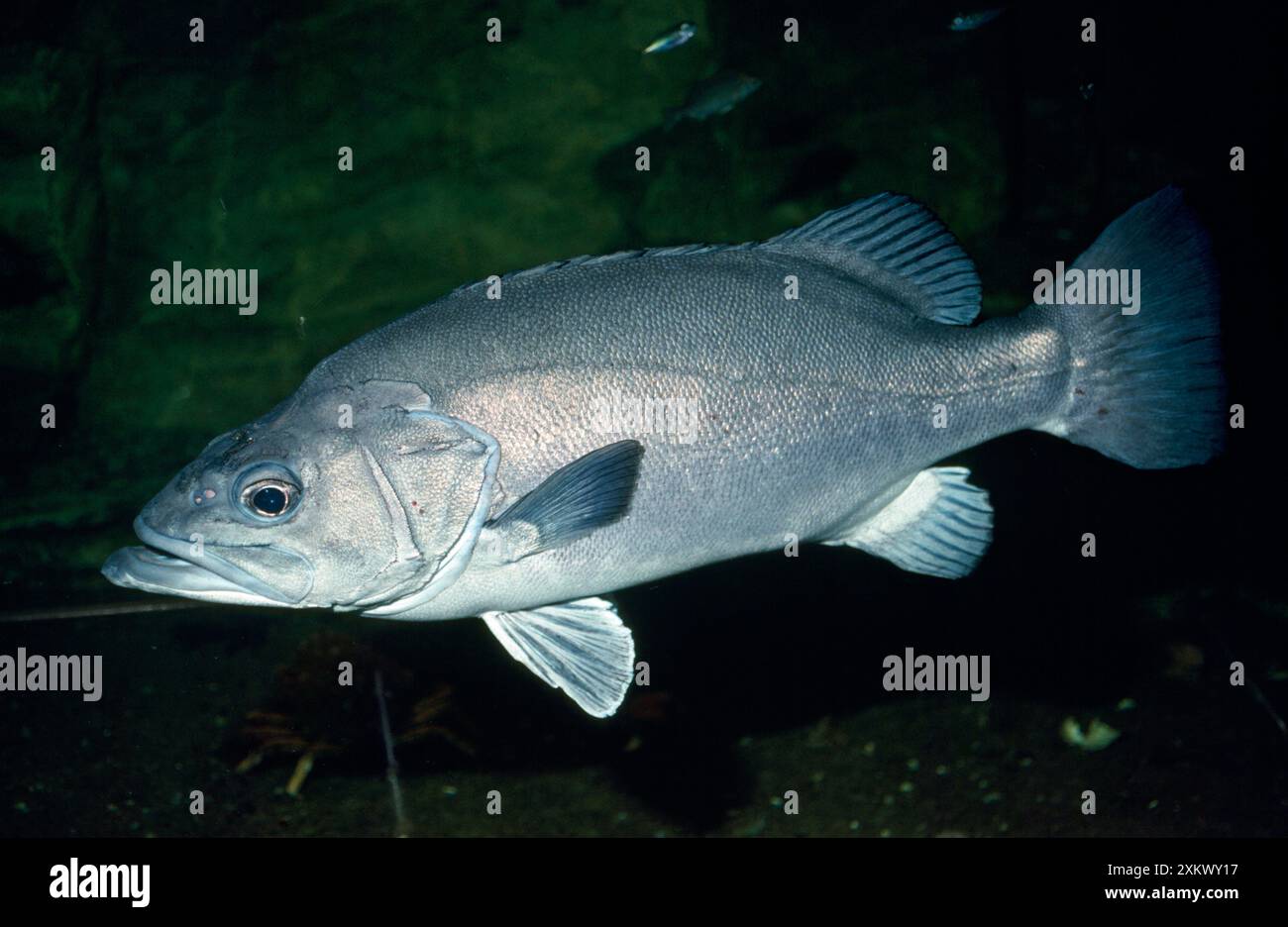 Wreckfish / Stone Bass Stock Photo - Alamy