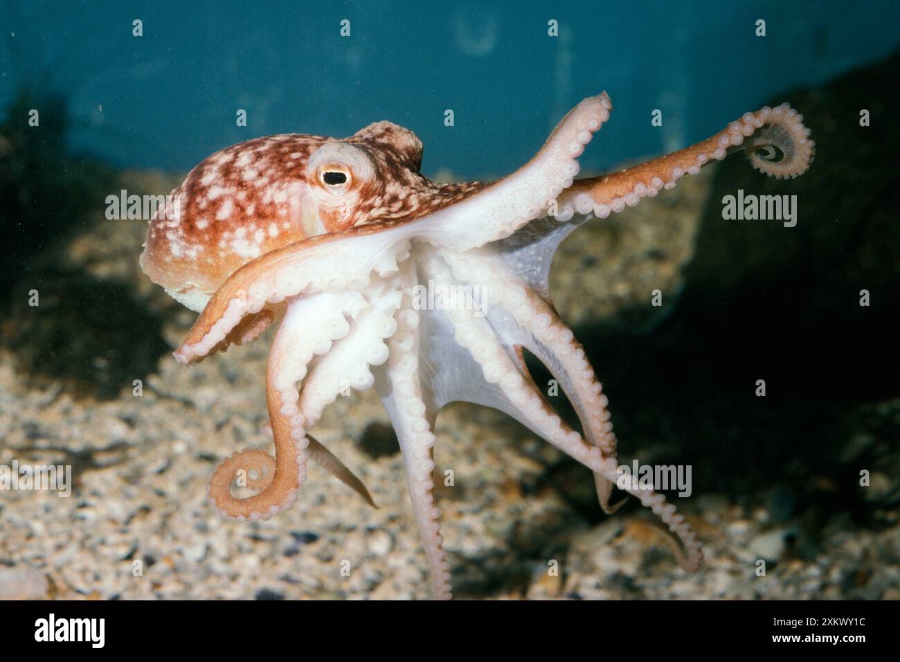 Animals octopus hi-res stock photography and images - Alamy