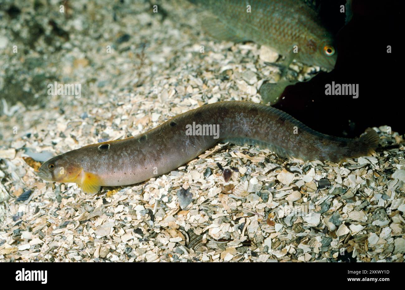BUTTERFISH / Gunnel Stock Photo - Alamy