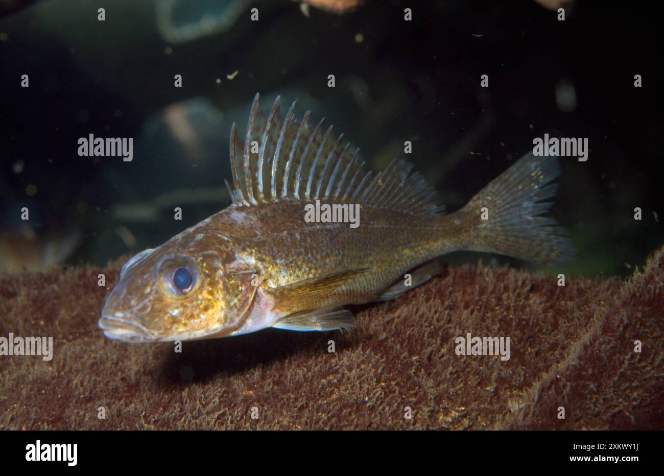 Ruffe / Pope Fish Stock Photo - Alamy