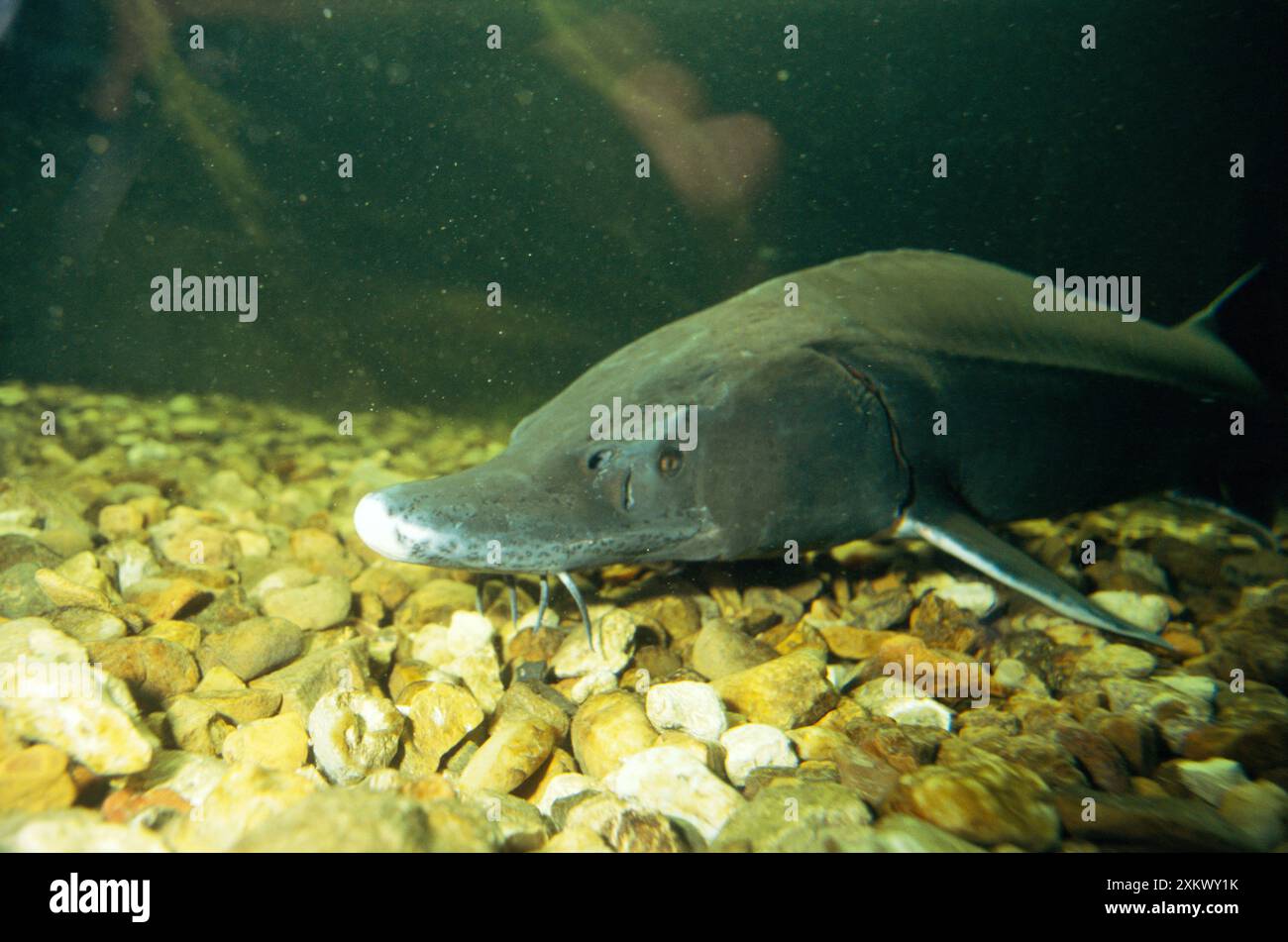 Sturio accipenser hi-res stock photography and images - Alamy