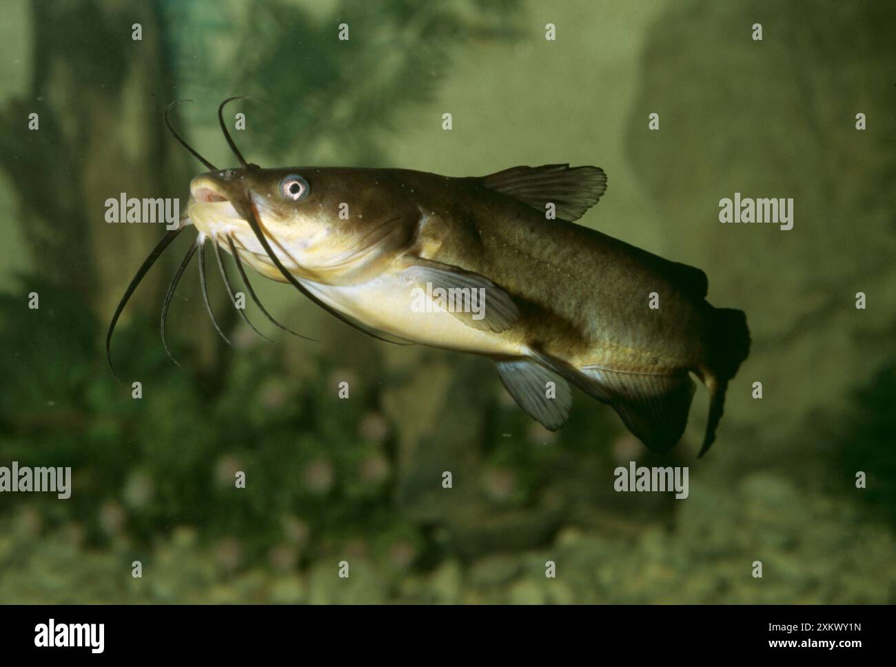 European wels catfish hi-res stock photography and images - Alamy