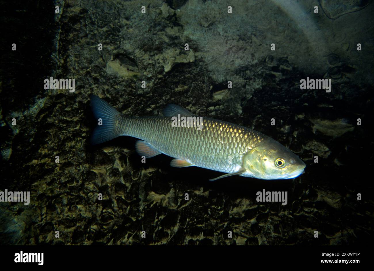 Chubs water hi-res stock photography and images - Alamy