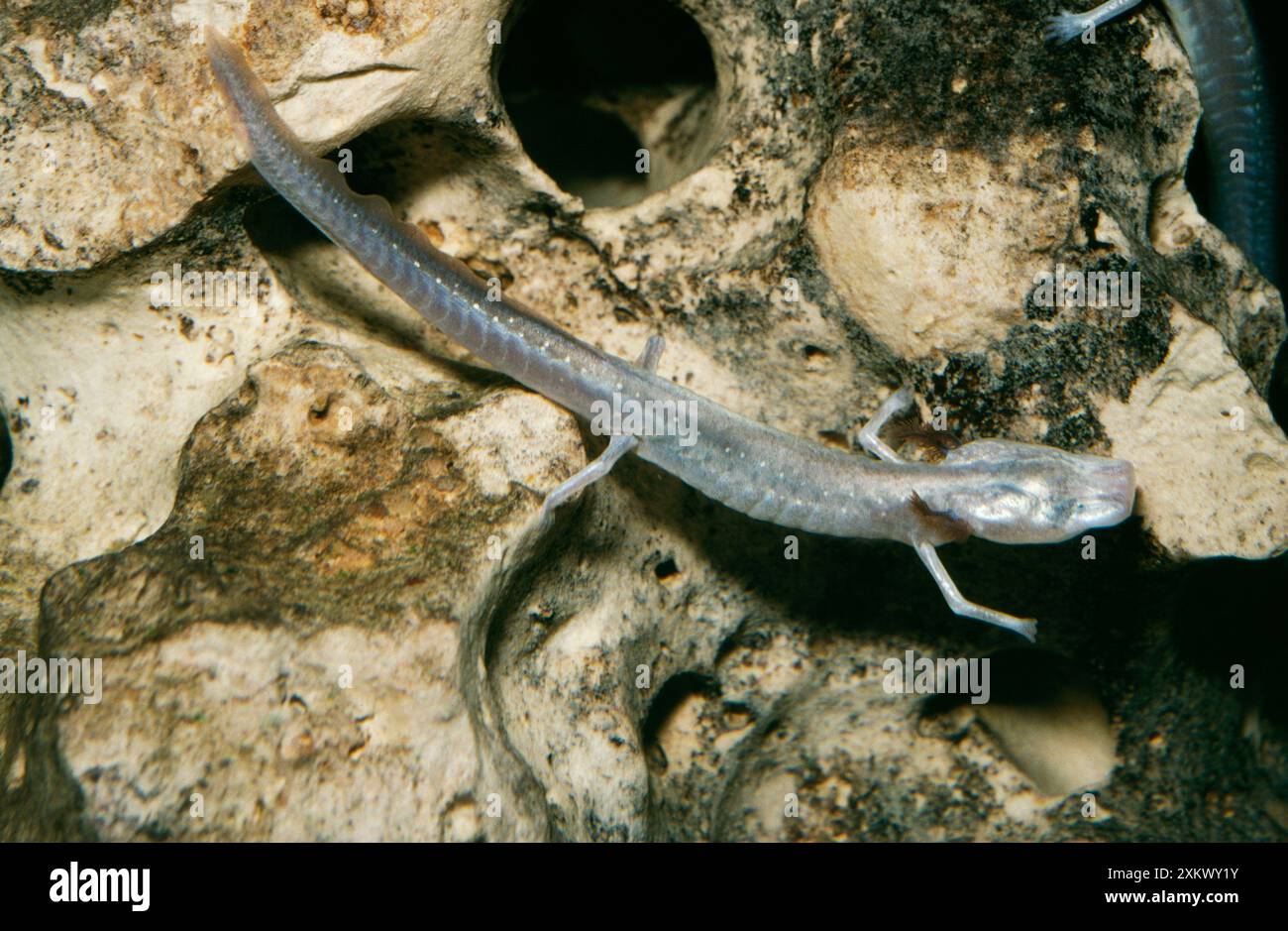 Blind salamanders hi-res stock photography and images - Alamy