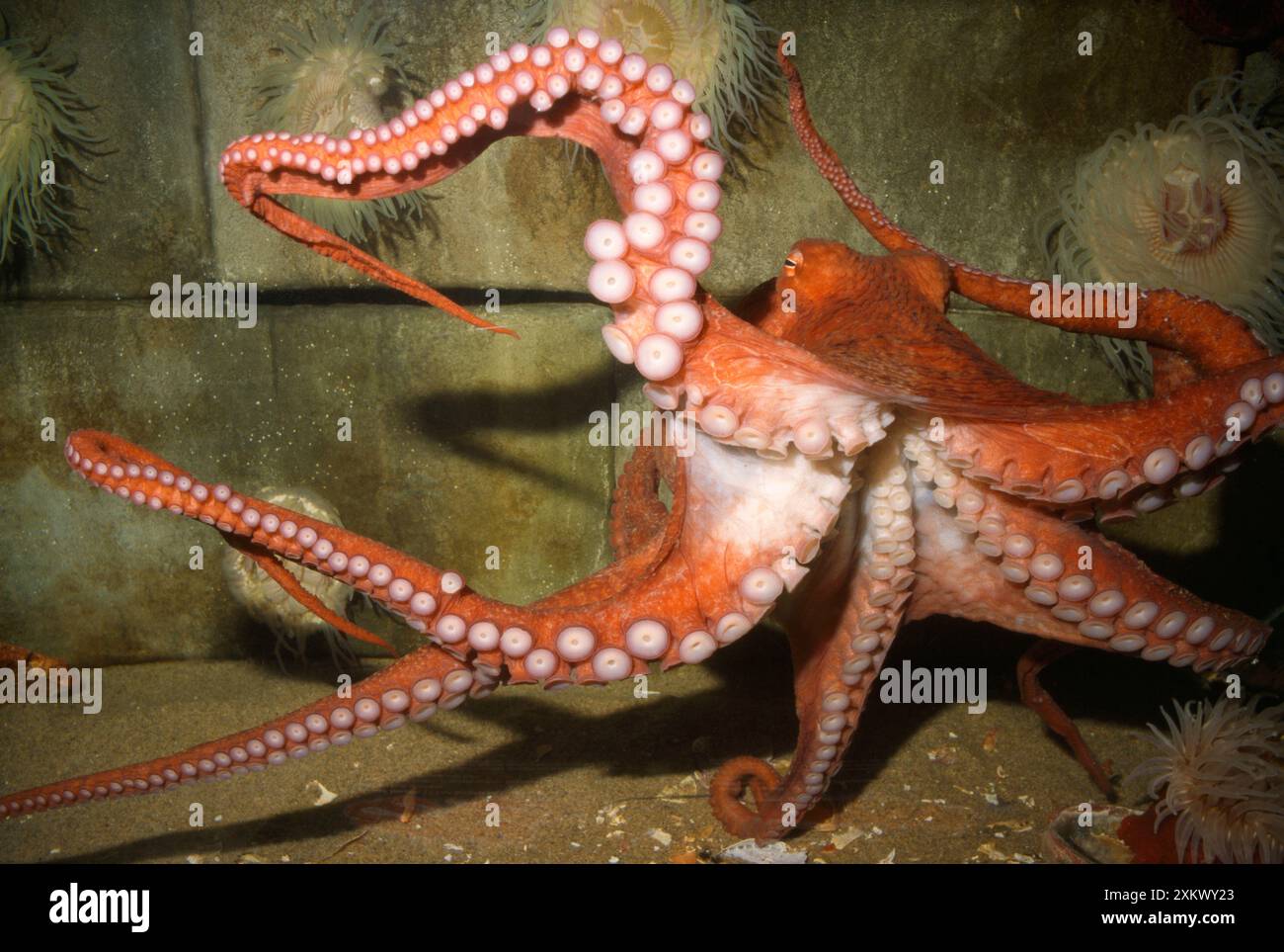 Tentacles showing hi-res stock photography and images - Alamy