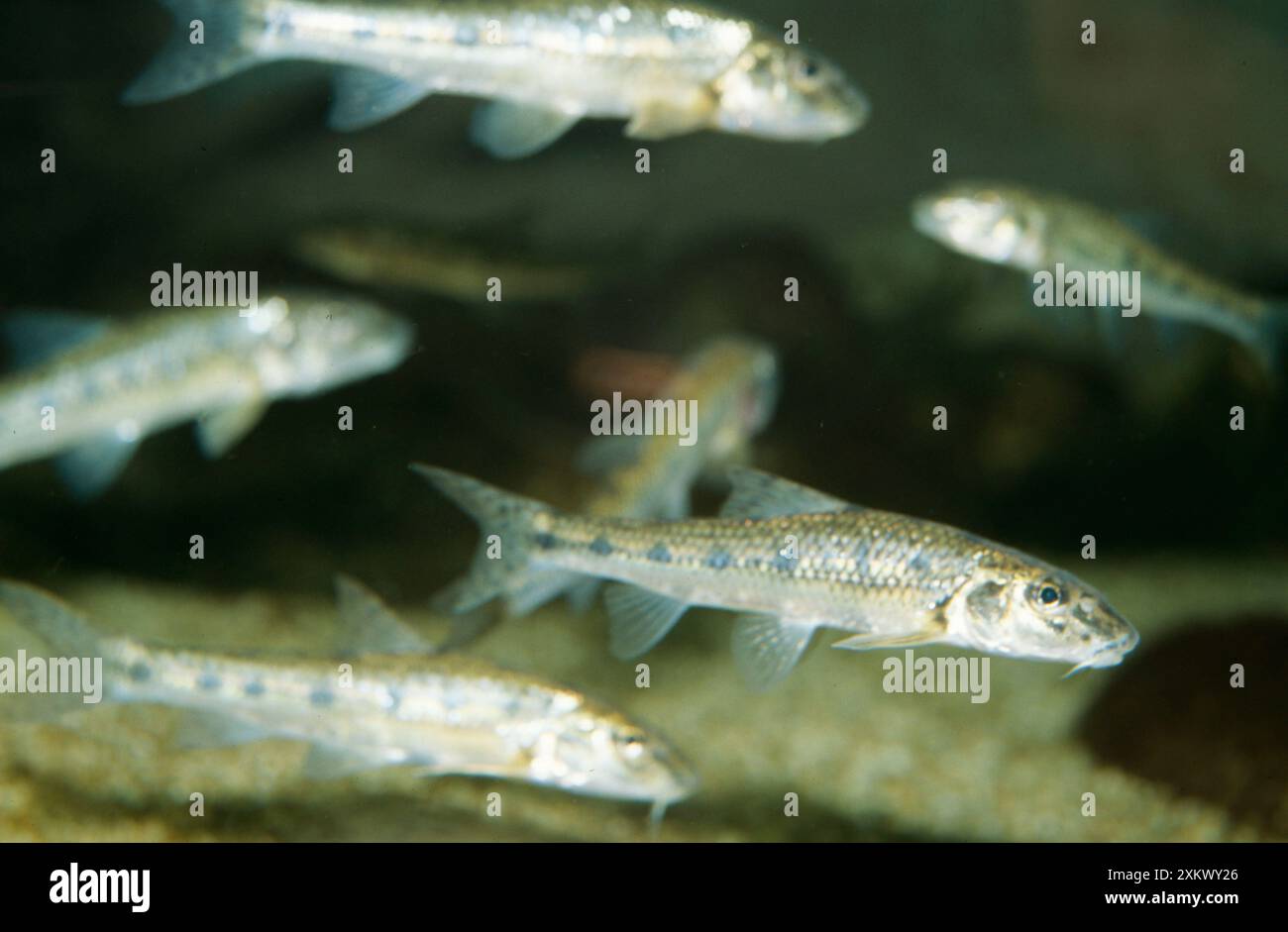Gudgeon animal fish hi-res stock photography and images - Alamy
