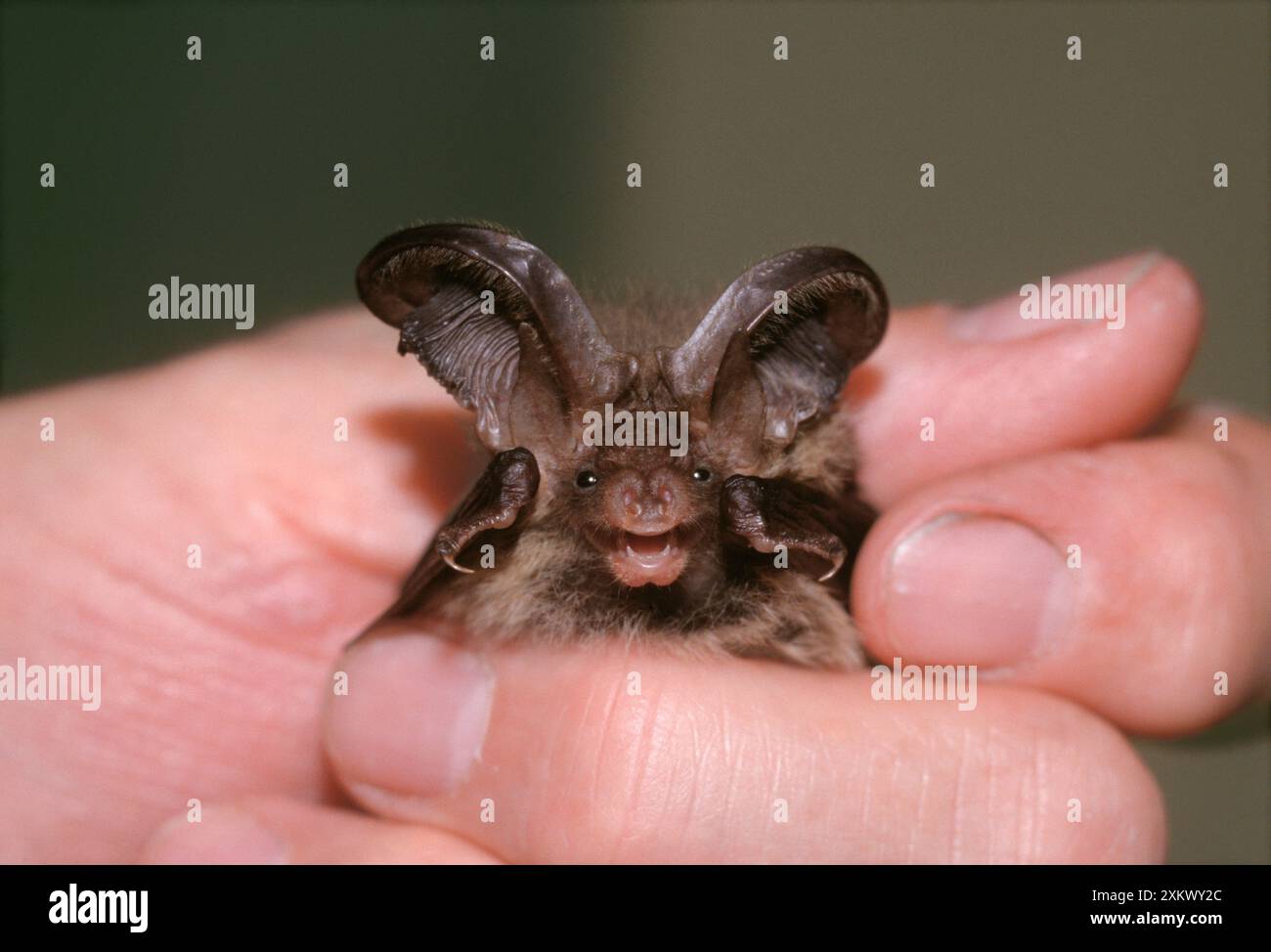 Brown / Common Long-eared / Long-eared BAT - in hand Stock Photo - Alamy