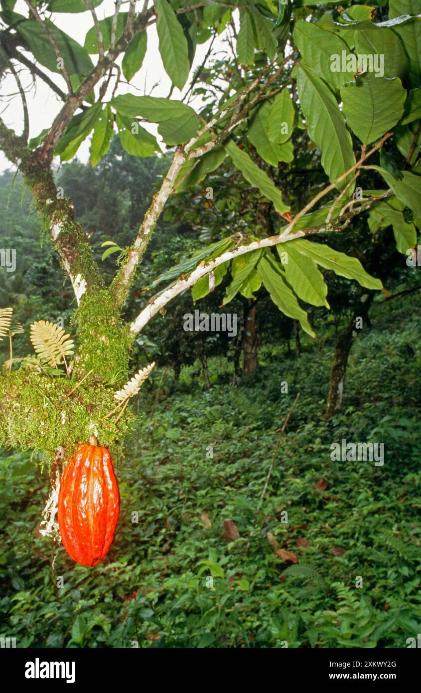 Cocoa pod wildlife hi-res stock photography and images - Alamy