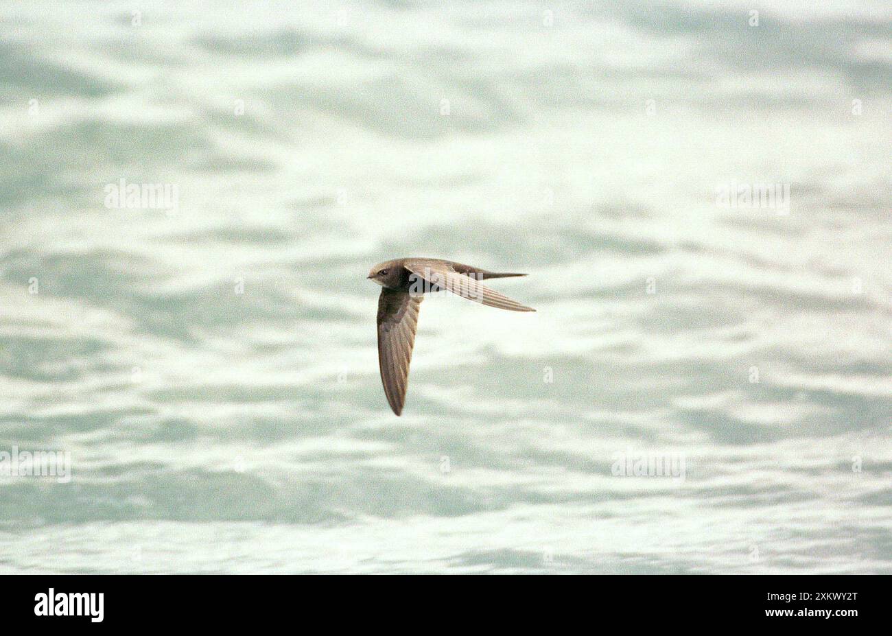 Common SWIFT - IN FLIGHT Stock Photo - Alamy