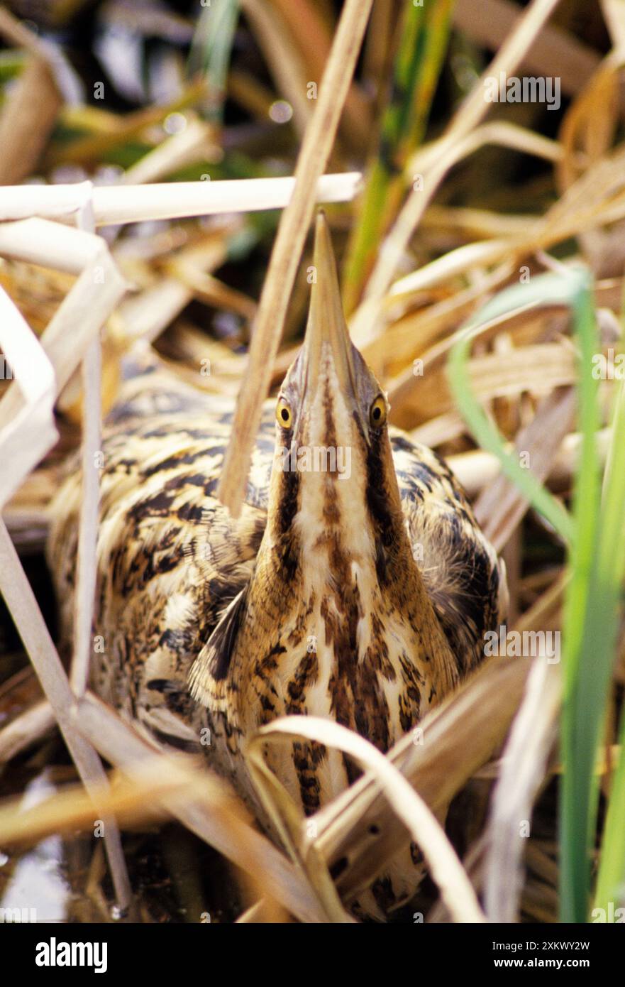 BITTERN - at nest, sky pointing Stock Photo - Alamy