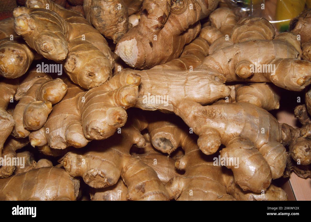 Animal root hi-res stock photography and images - Alamy
