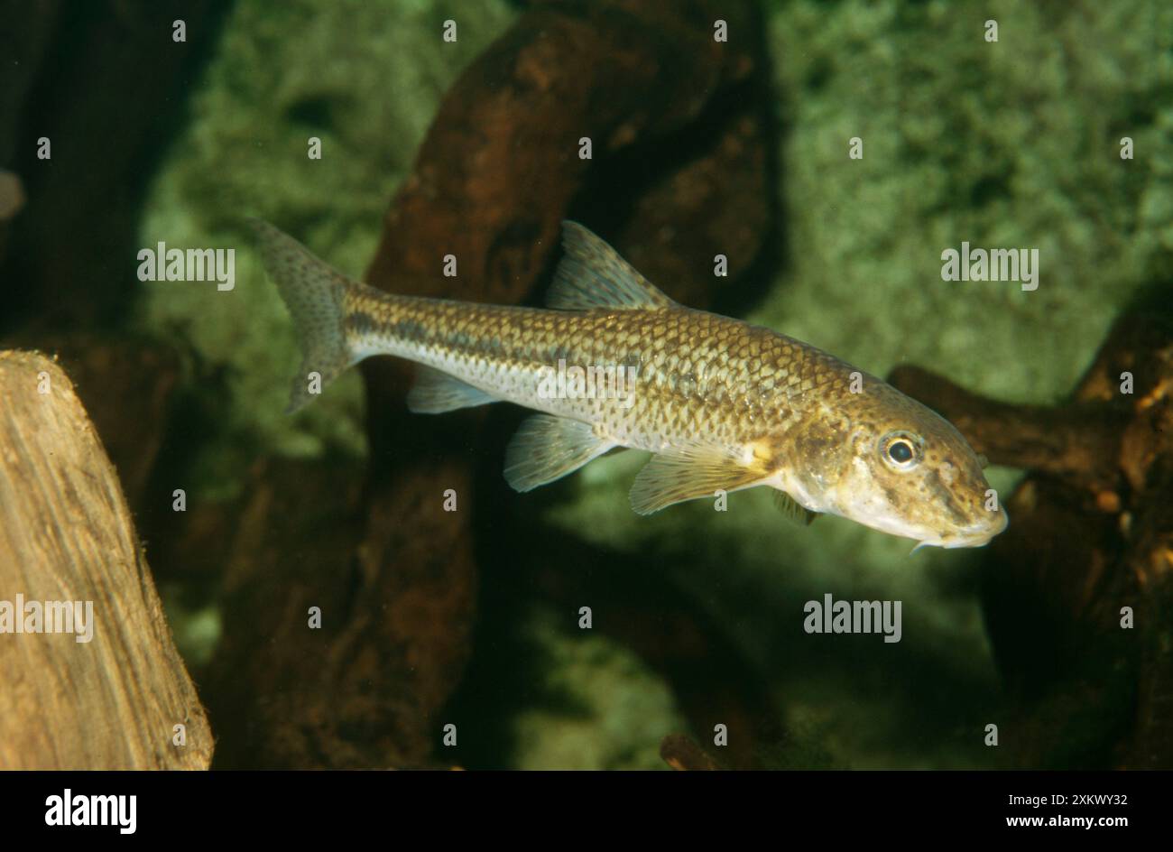 Gudgeon animal fish hi-res stock photography and images - Alamy