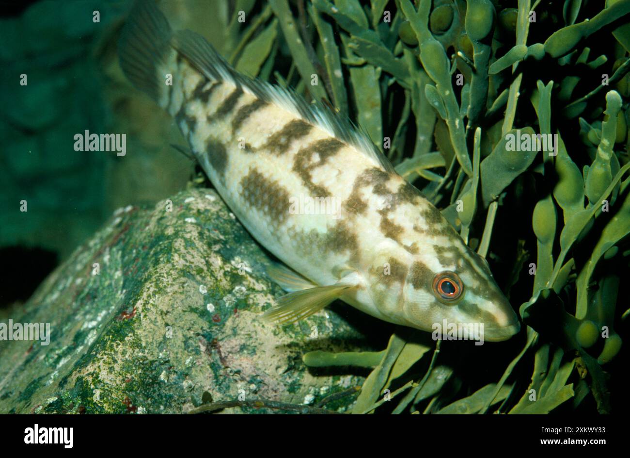 BALLAN WRASSE FISH Stock Photo - Alamy