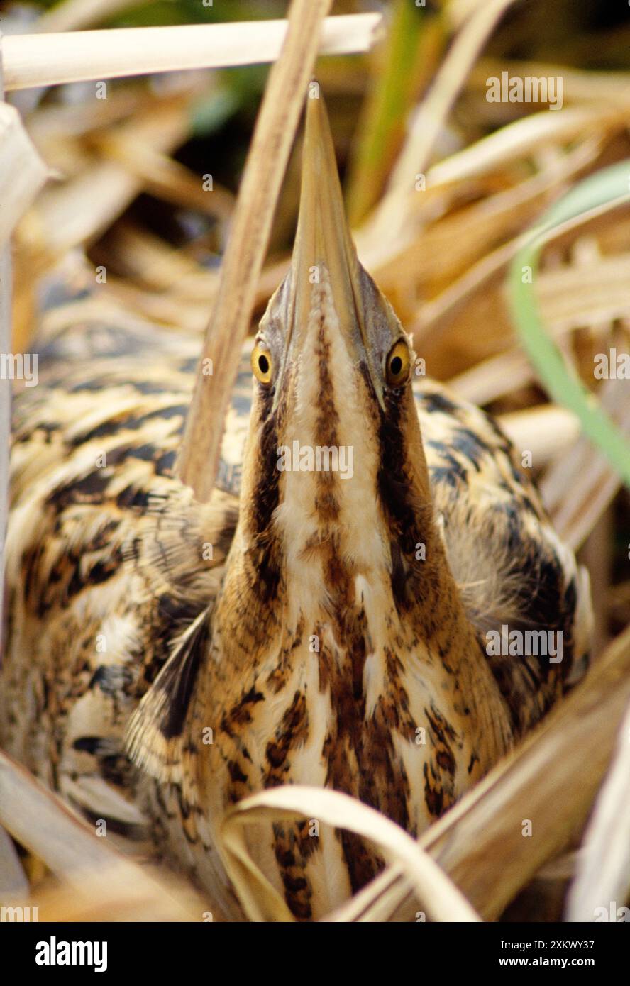 Birds pointing hi-res stock photography and images - Alamy