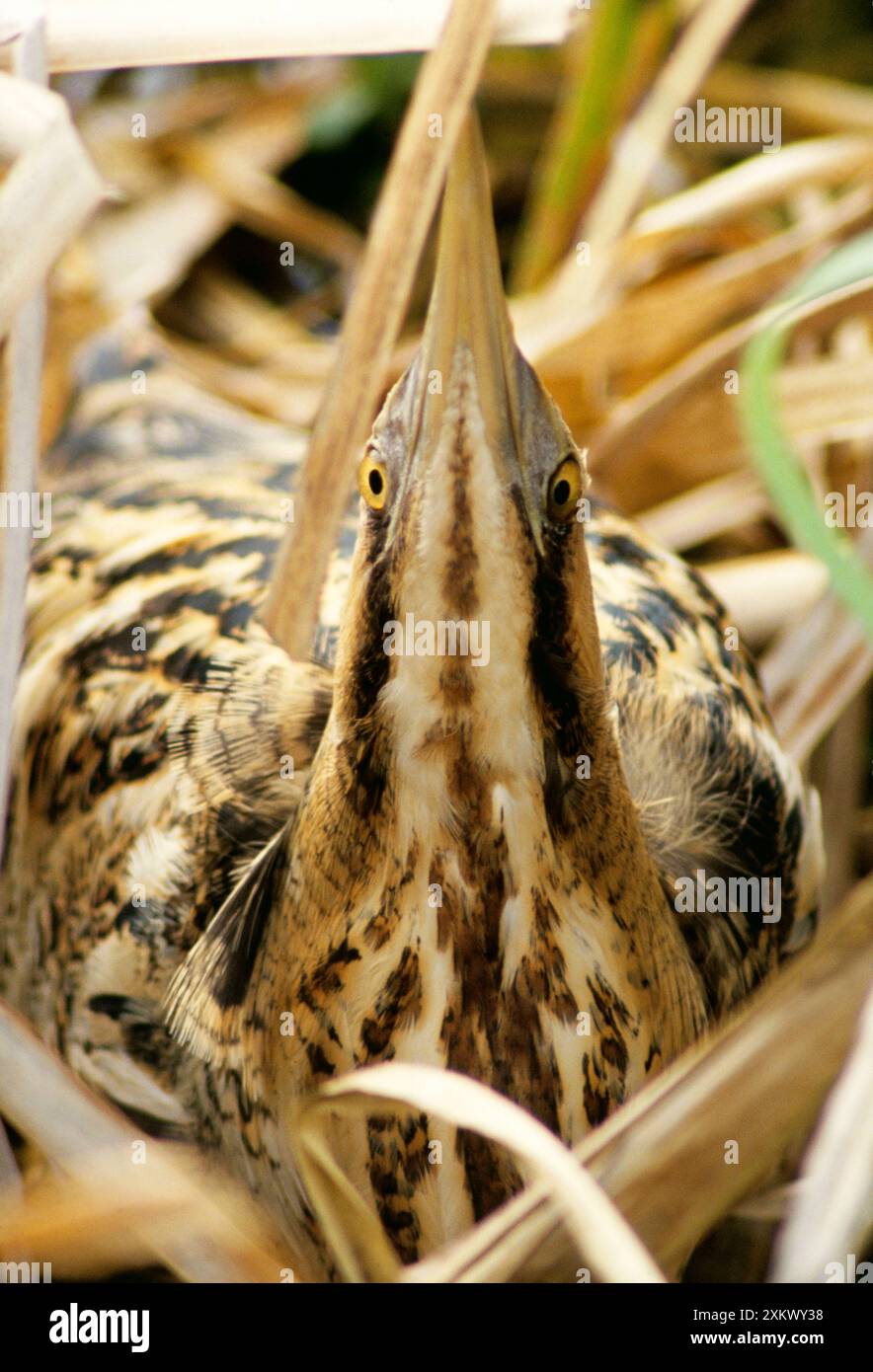 Bittern beak eyes hi-res stock photography and images - Alamy