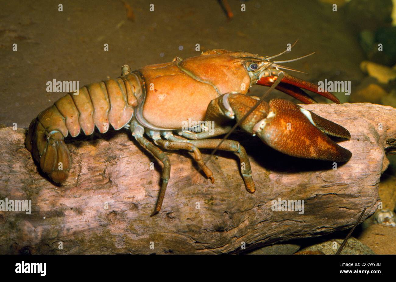 Noble crayfish hi-res stock photography and images - Alamy