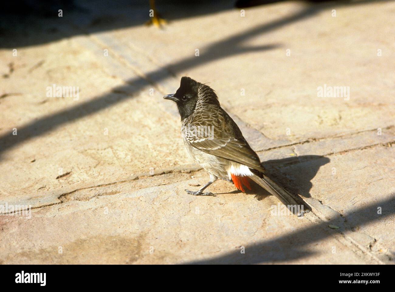 Indian bulbul hi-res stock photography and images - Alamy
