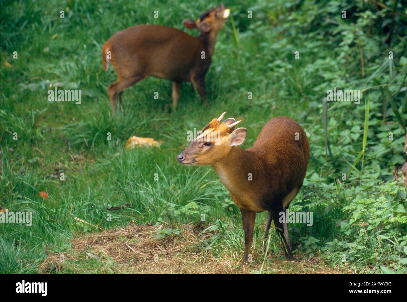 Muntjac Deer - male & female Stock Photo - Alamy
