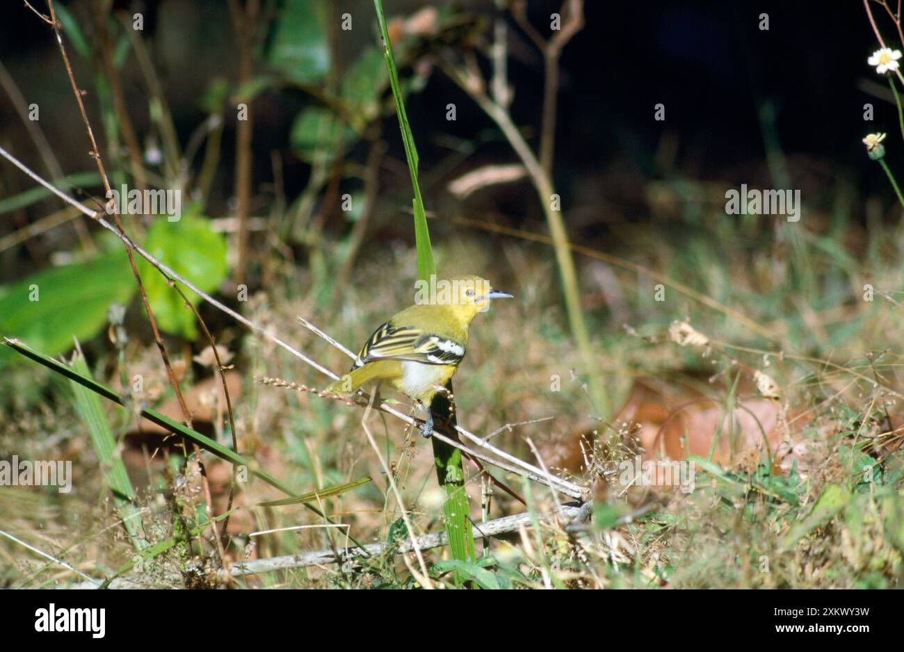 Common ioras hi-res stock photography and images - Alamy