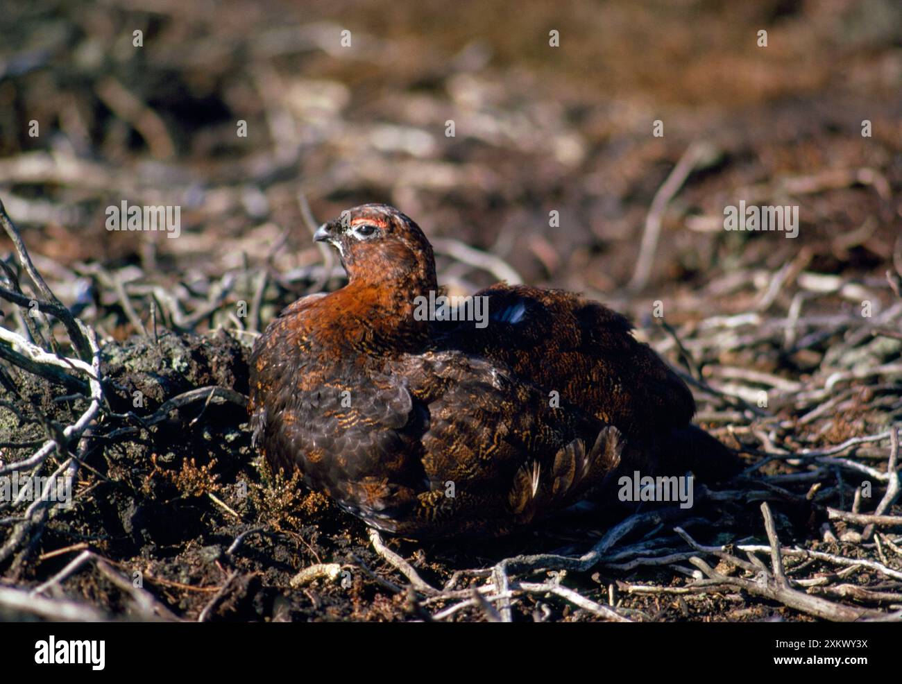 RED GROUSE - on nest Stock Photo - Alamy