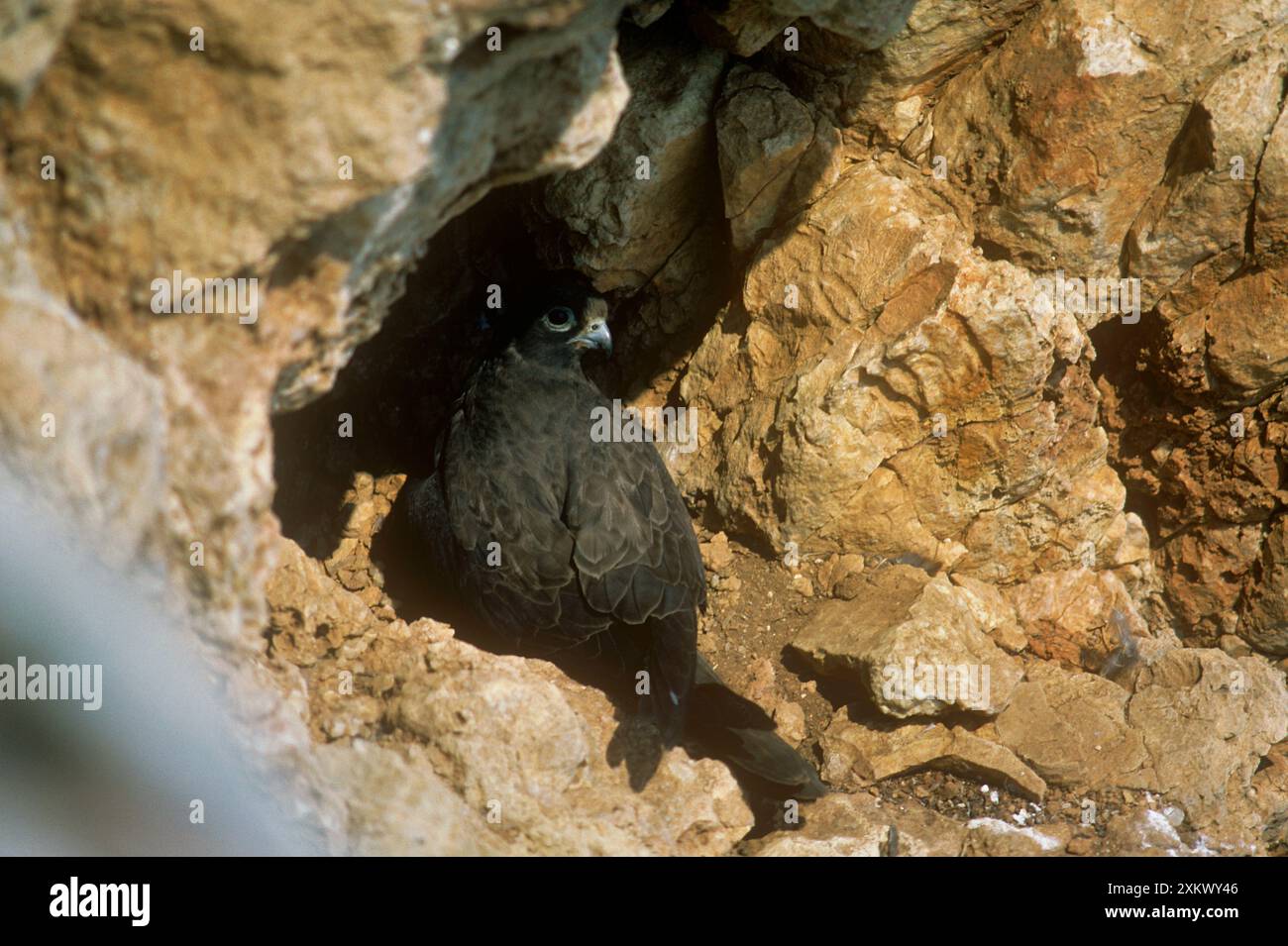 Dark Morph Eleonora's Falcon - incubating eggs Stock Photo - Alamy
