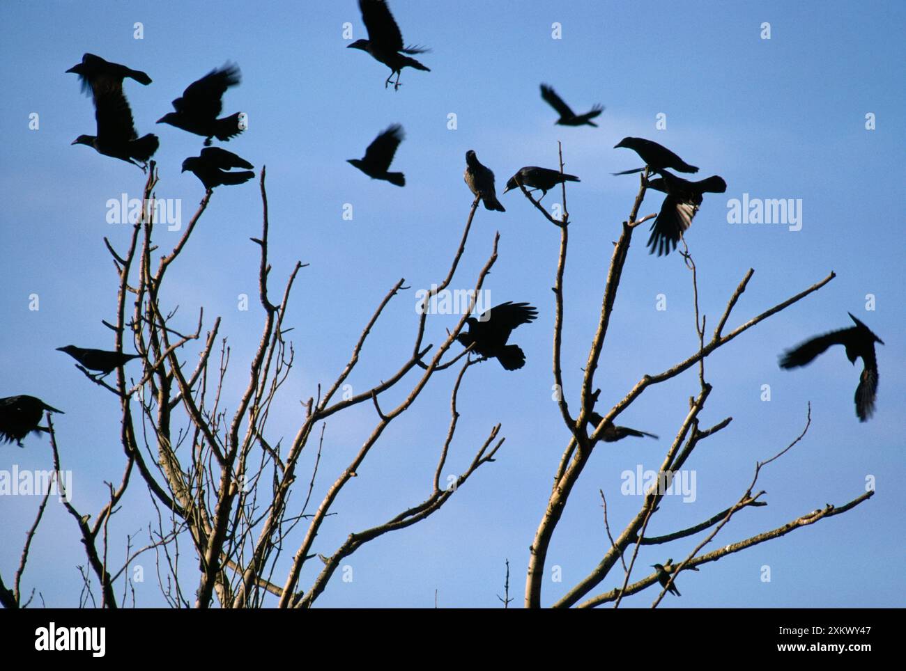 Perched species hi-res stock photography and images - Alamy