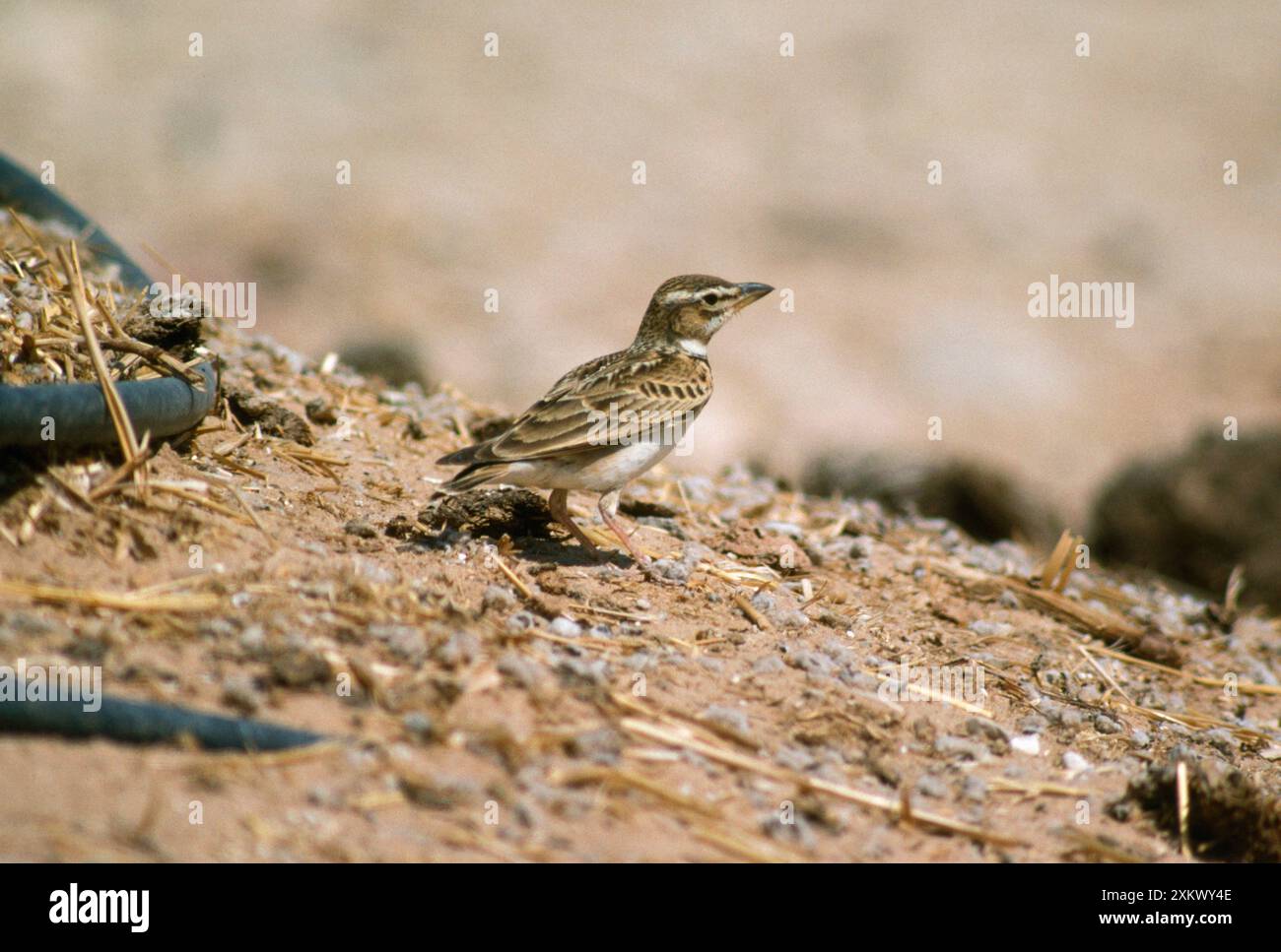 Lark asia hi-res stock photography and images - Alamy