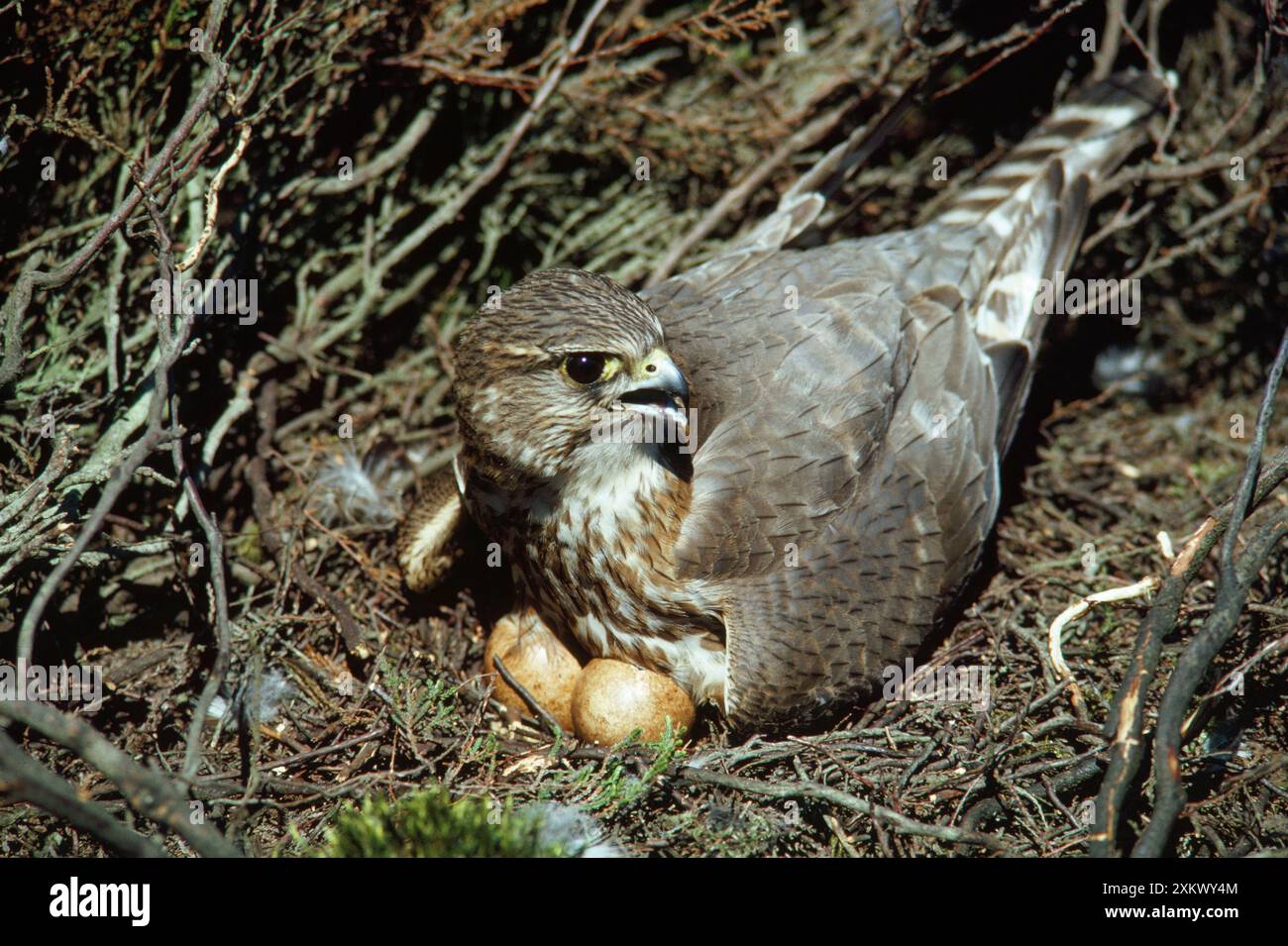 Birds incubating egg hi-res stock photography and images - Alamy