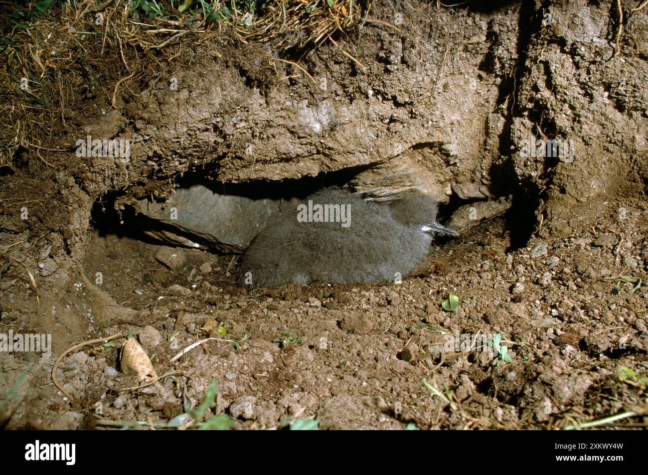 Manx shearwater chick hi-res stock photography and images - Alamy