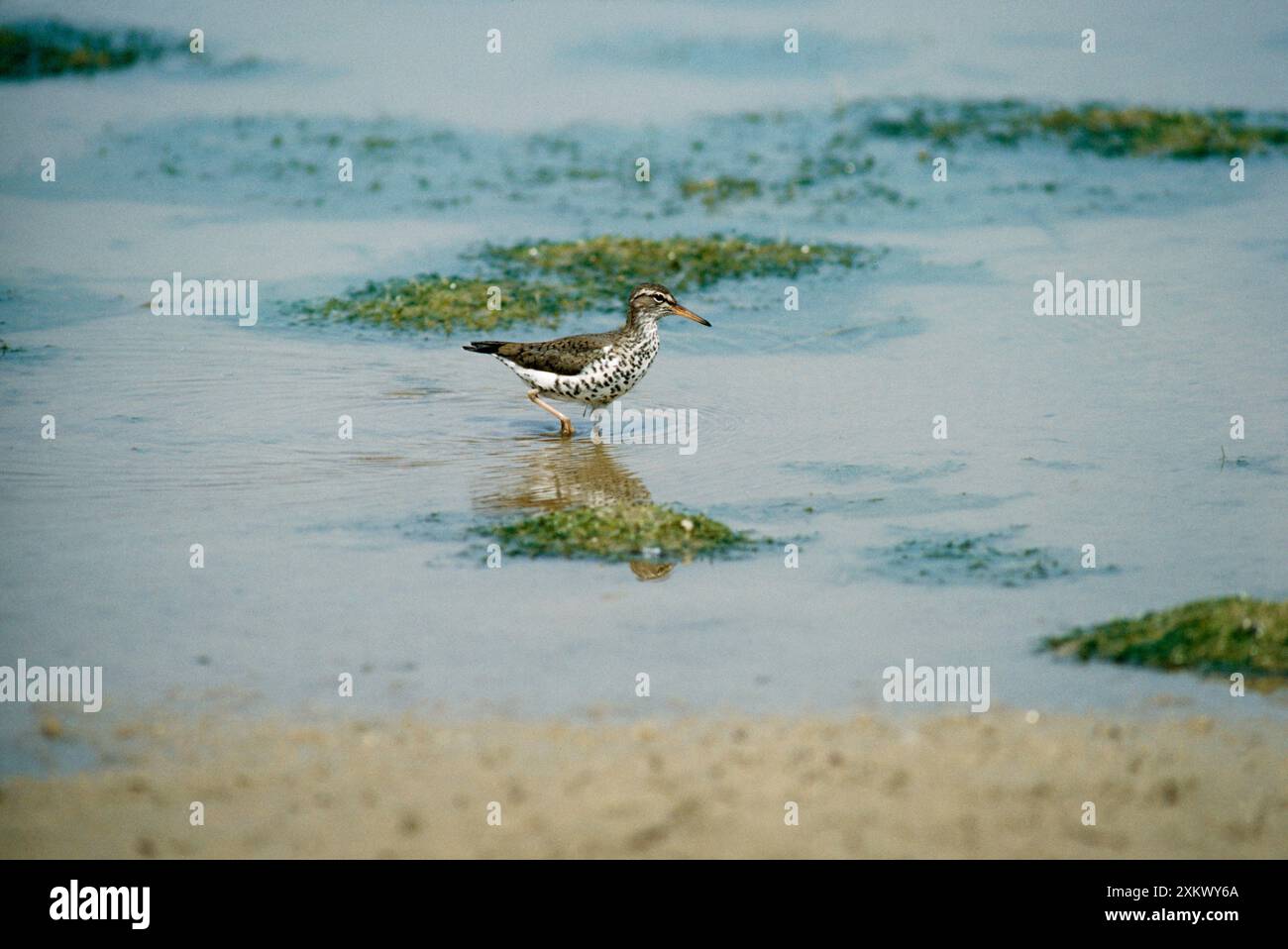 Actis wildlife hi-res stock photography and images - Alamy