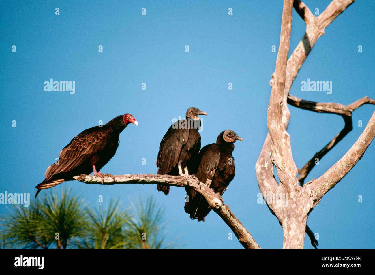 American Black VULTURES on tree branch with Turkey Vulture Stock Photo ...