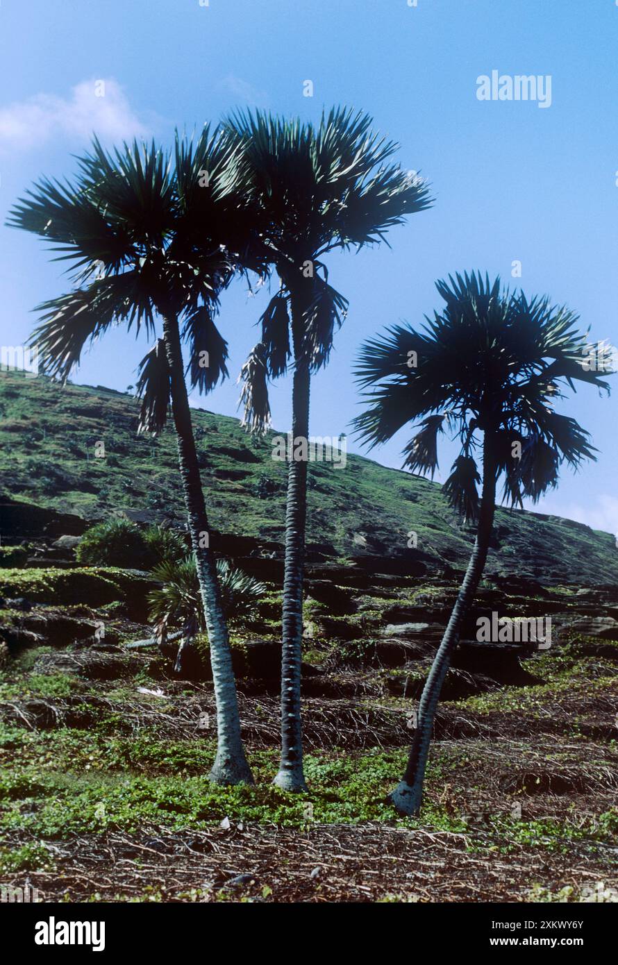 Plant endemic to mauritius hi-res stock photography and images - Alamy