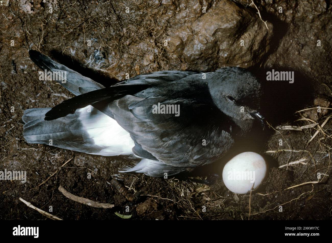Storm petrel egg hi-res stock photography and images - Alamy