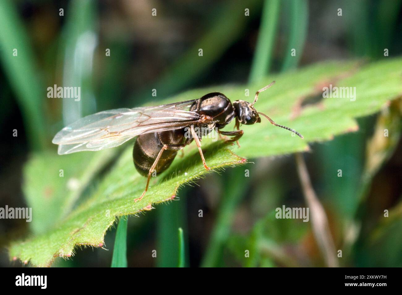 Flying Ant - of Black Garden Ants - emerging from nest Stock Photo - Alamy