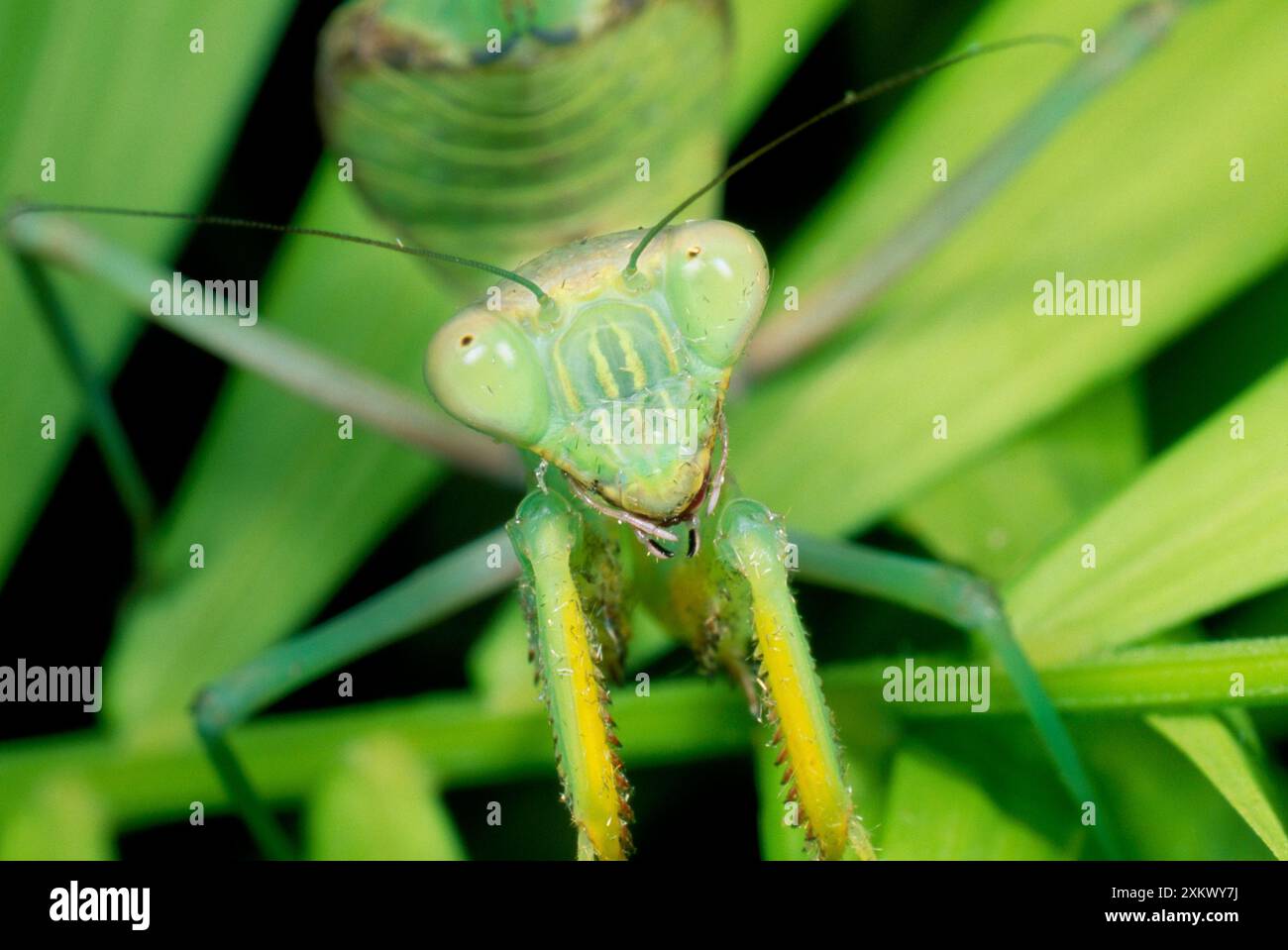 Mantis anatomy hi-res stock photography and images - Alamy