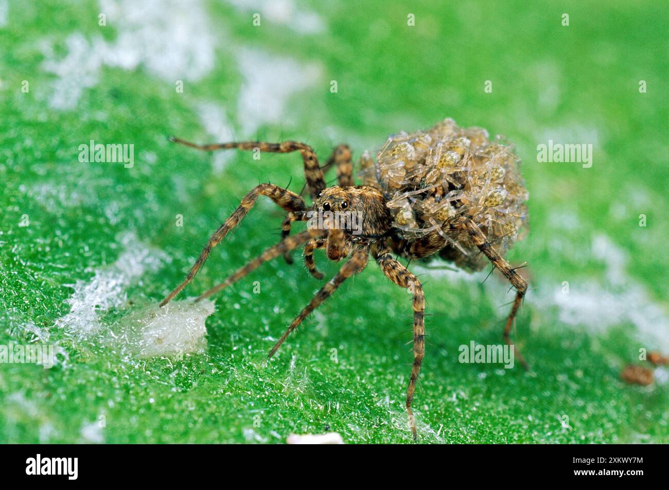 Wolf spider young on hi-res stock photography and images - Alamy