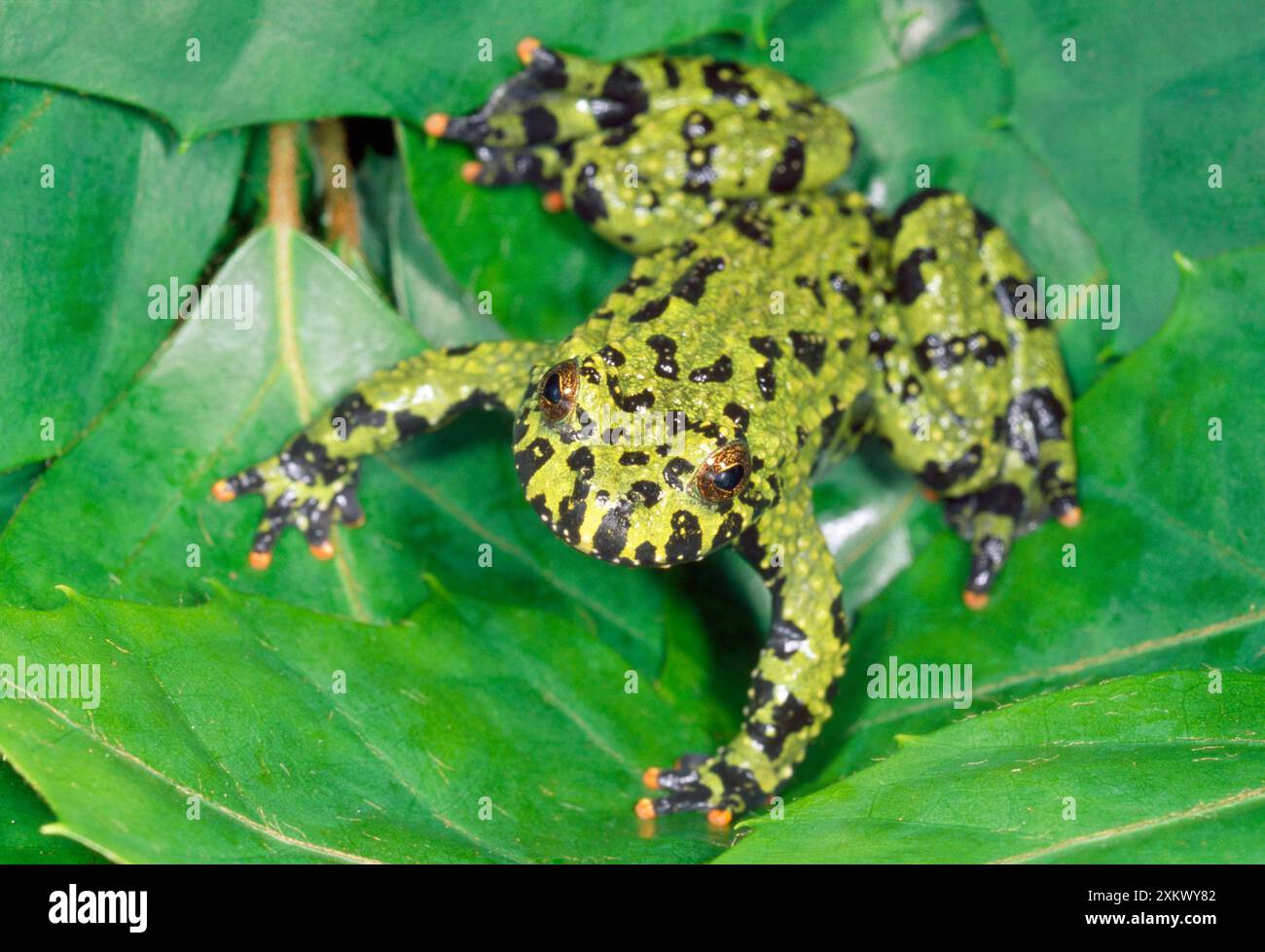 Fire toad hi-res stock photography and images - Alamy