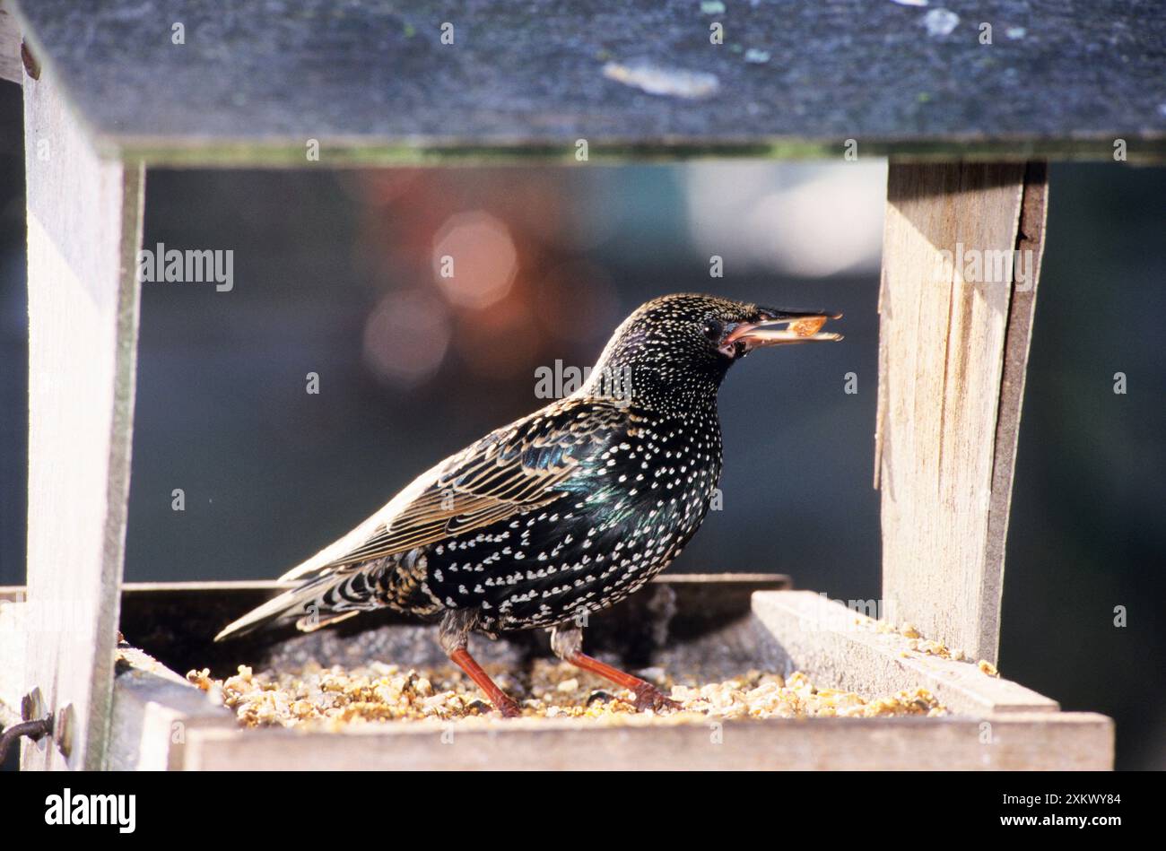 Animal starling hi-res stock photography and images - Alamy