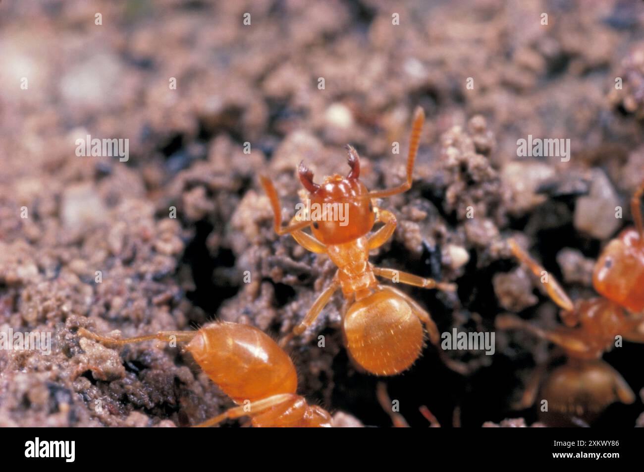 Common Yellow Ant - worker guarding nest Stock Photo - Alamy