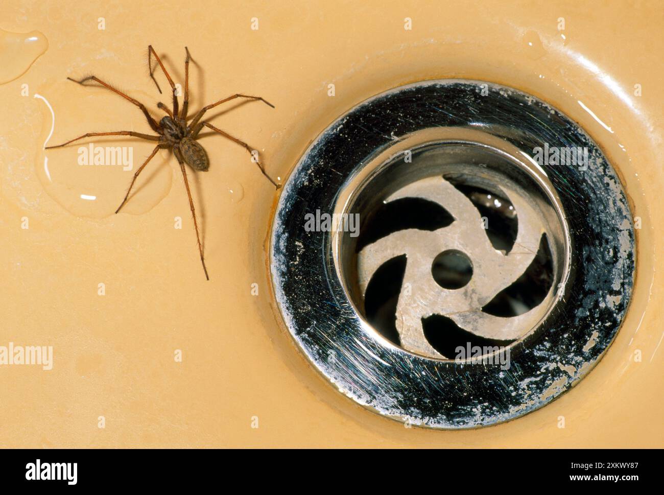Spider in bath hi-res stock photography and images - Alamy