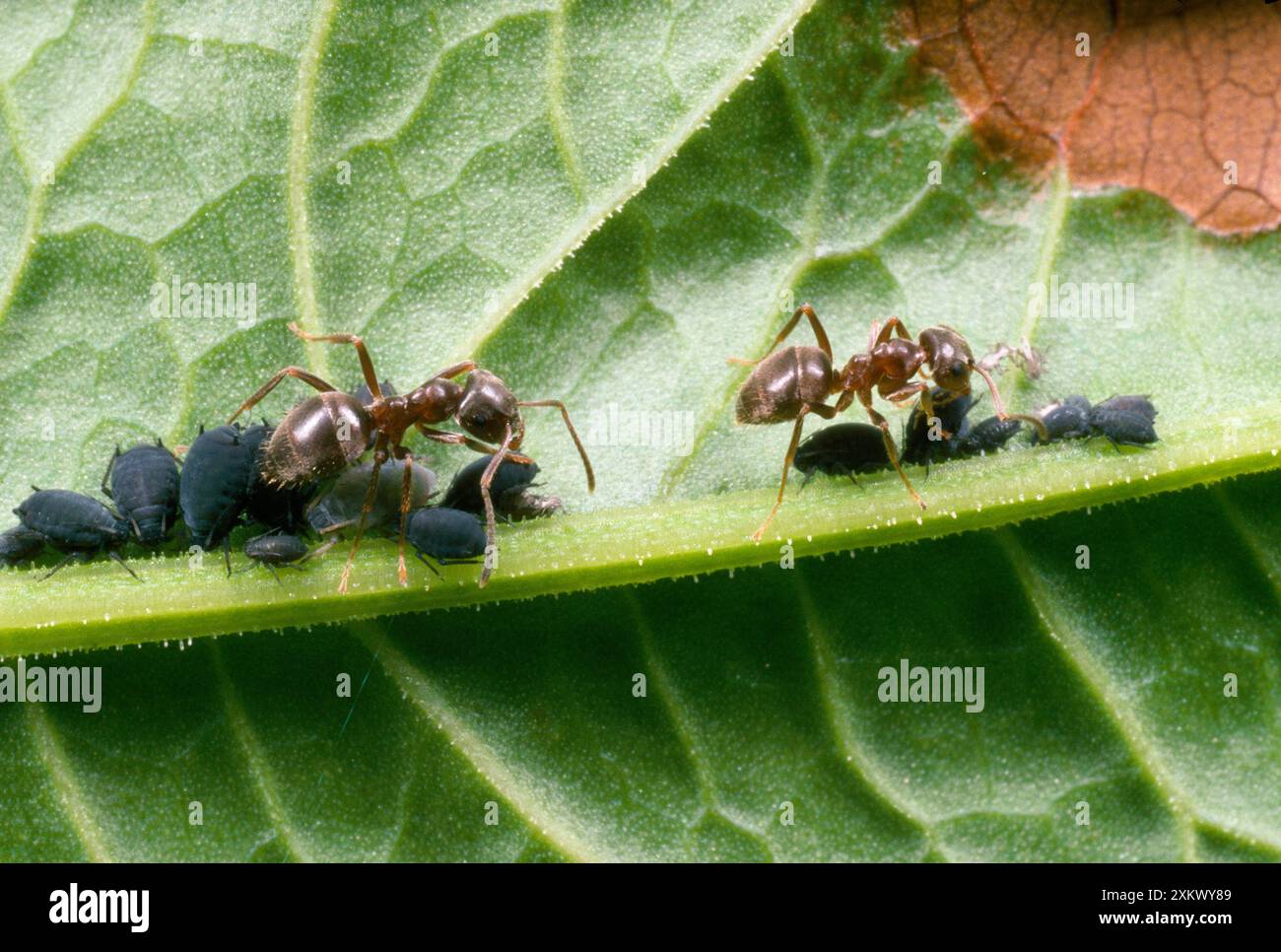 Black garden ant milking hi-res stock photography and images - Alamy