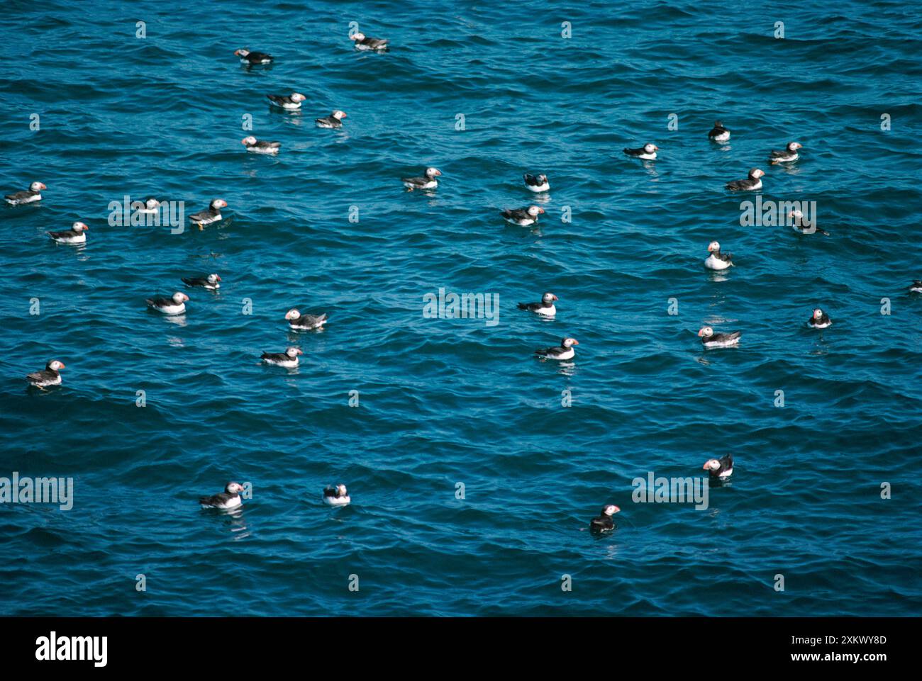 Puffins in sea hi-res stock photography and images - Alamy
