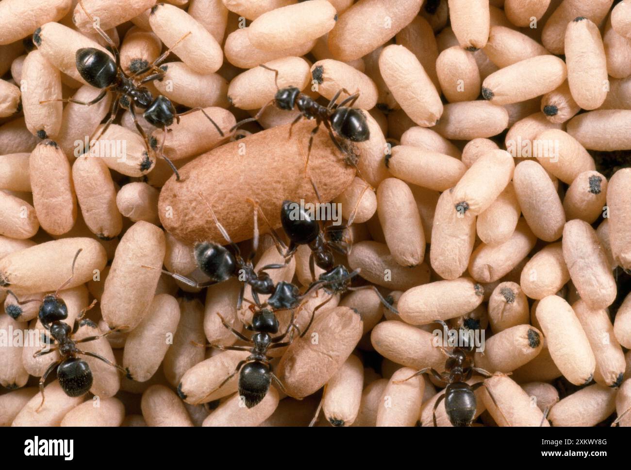 Black Garden Ant - nest with pupae Stock Photo - Alamy