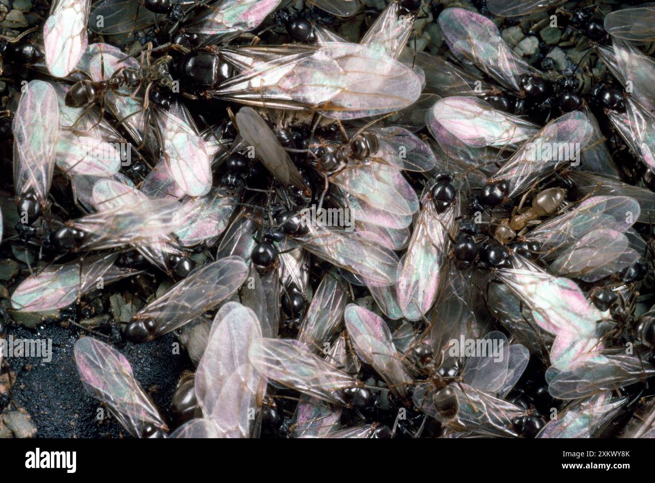 Flying Ants - of Black Garden Ants - emerging from nest Stock Photo - Alamy