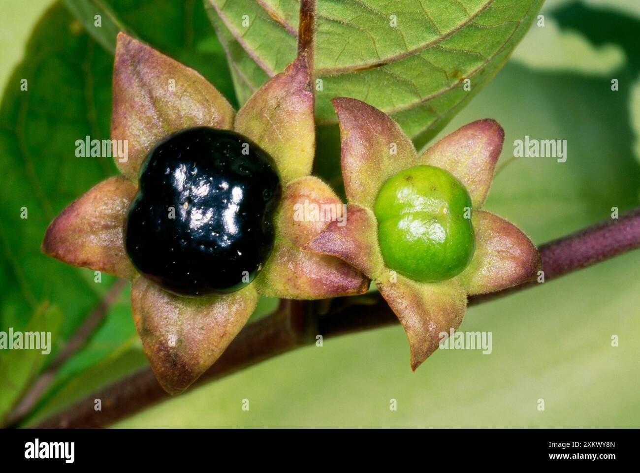 Belladonna deadly nightshade fruits belladonna hi-res stock photography ...