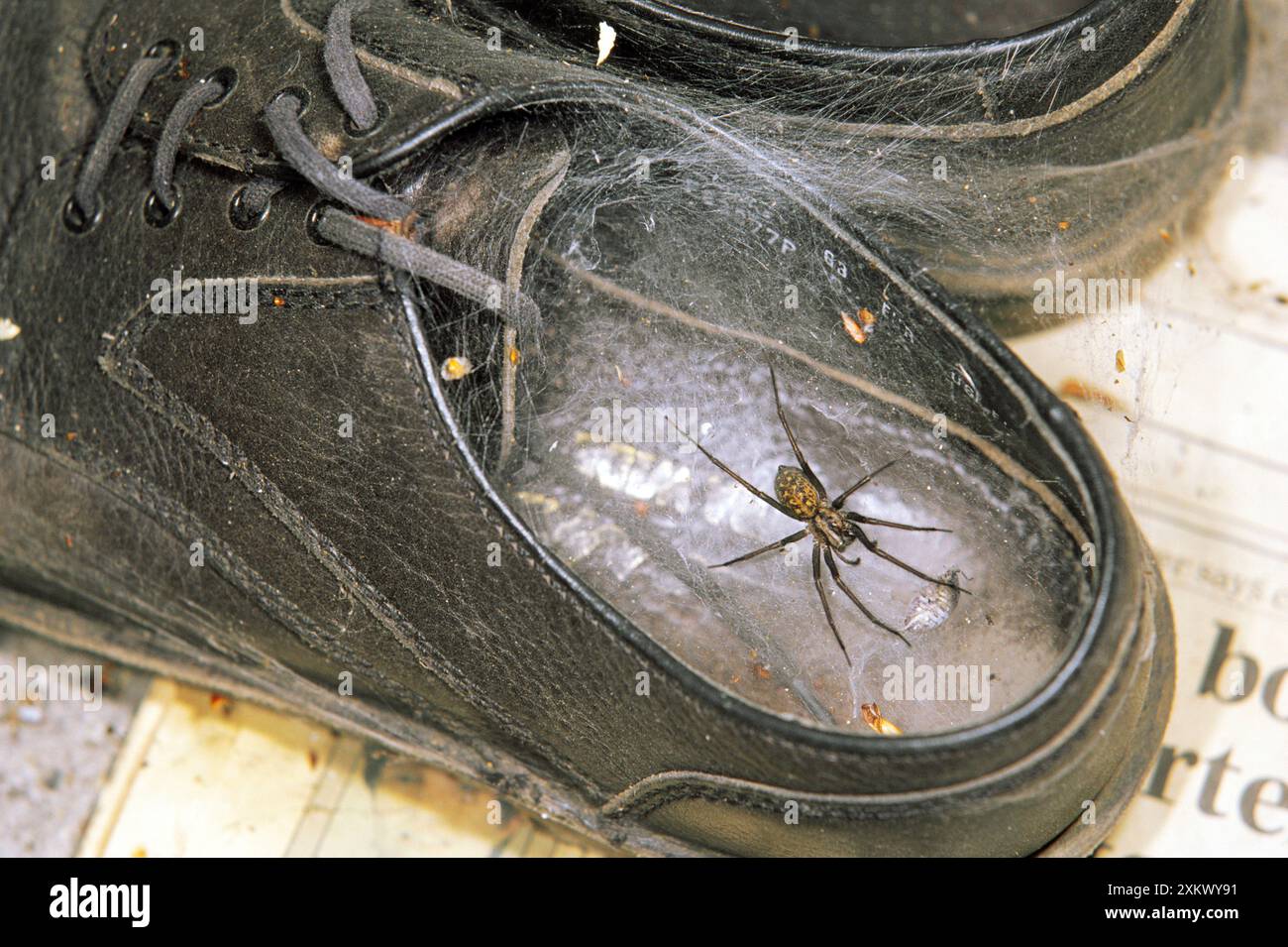 HOUSE SPIDER - in web in old shoe Stock Photo - Alamy